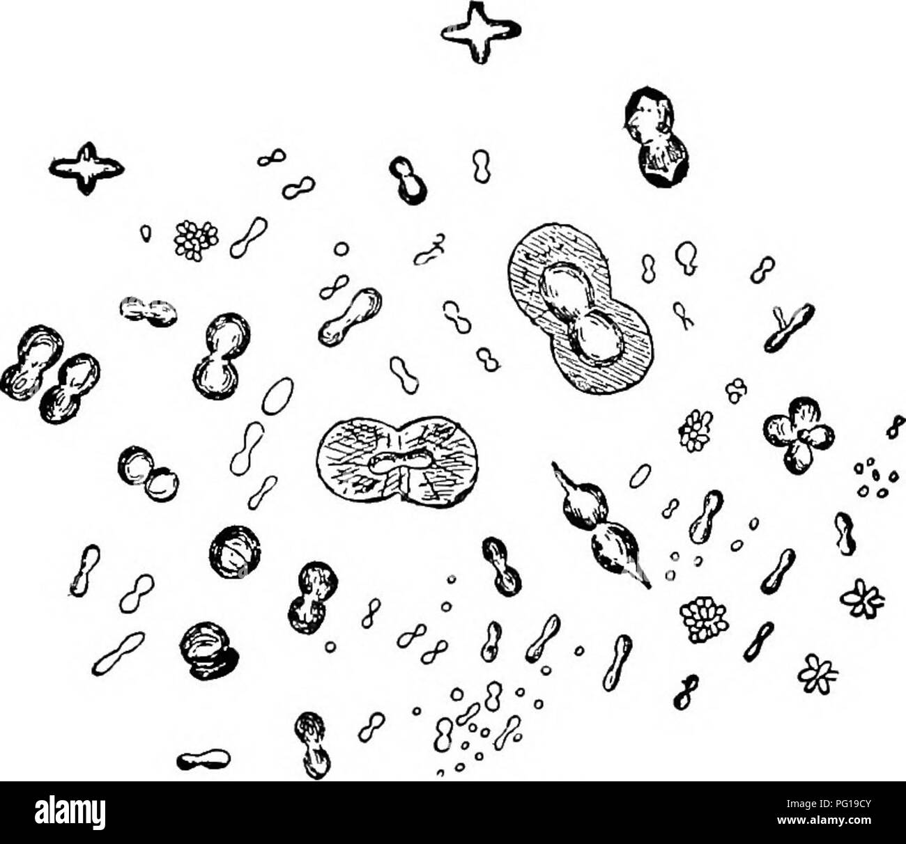 A veterinary reference on diagnosing internal diseases in domestic ...