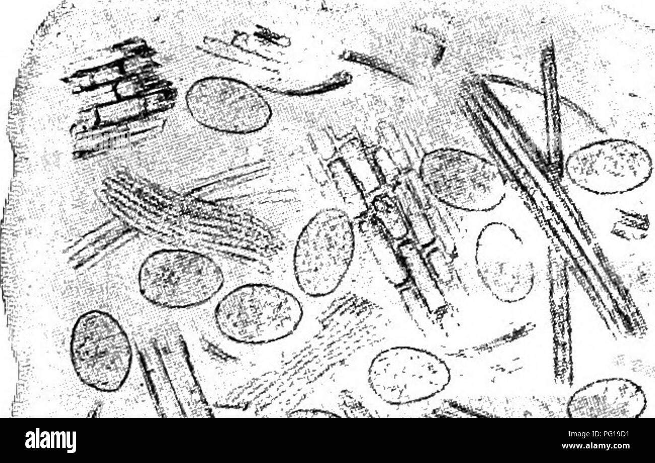 A veterinary guide focused on the clinical diagnostics of internal ...