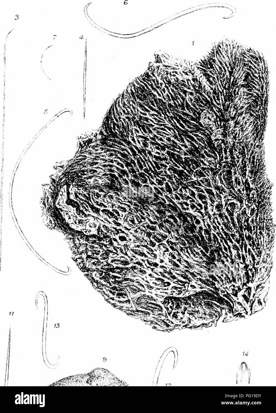 British ray species Black and White Stock Photos & Images - Alamy