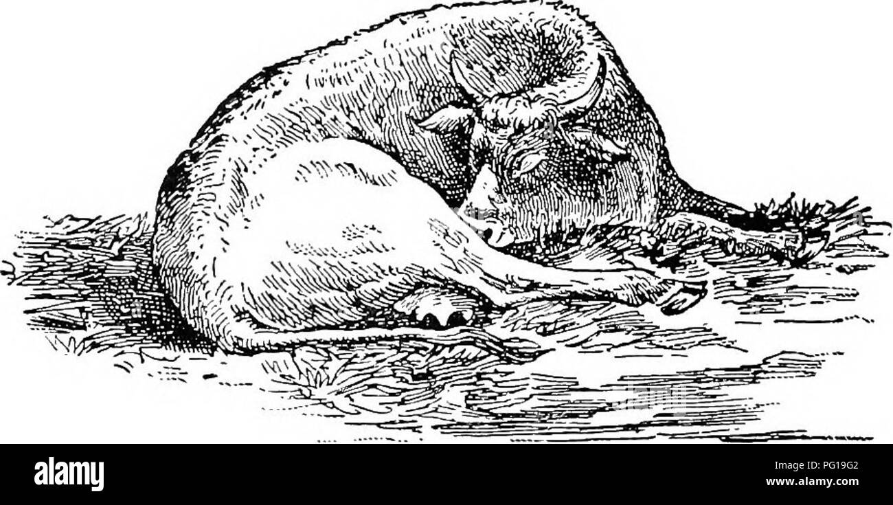 This guide focuses on diagnosing internal diseases in domestic animals ...