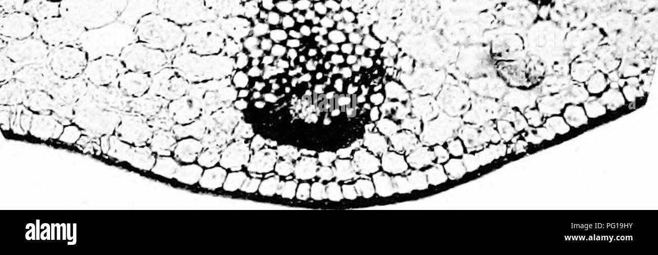 Plant root transverse section hi-res stock photography and images - Alamy