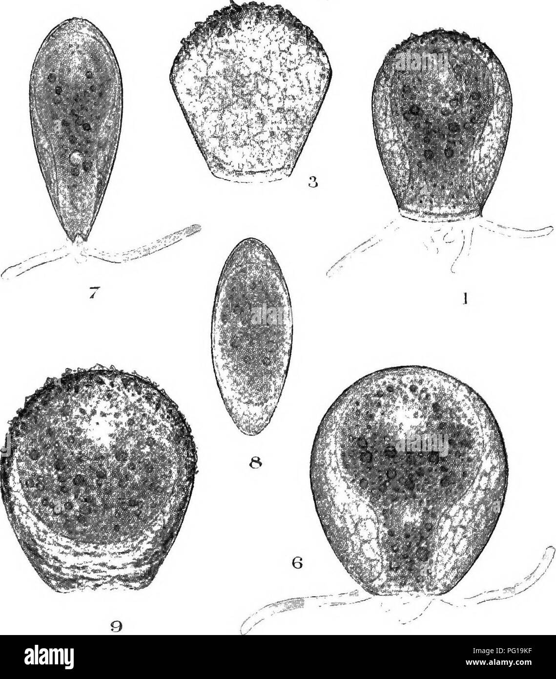 Scociety hi-res stock photography and images - Alamy