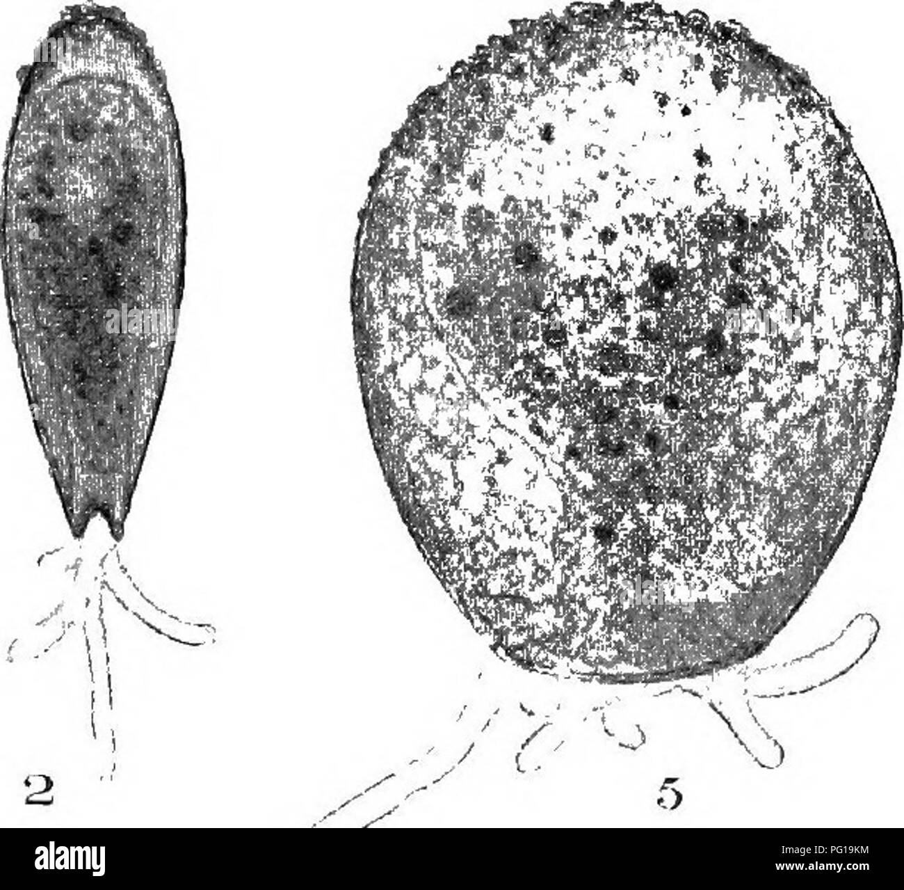 1844 1862 hi-res stock photography and images - Alamy