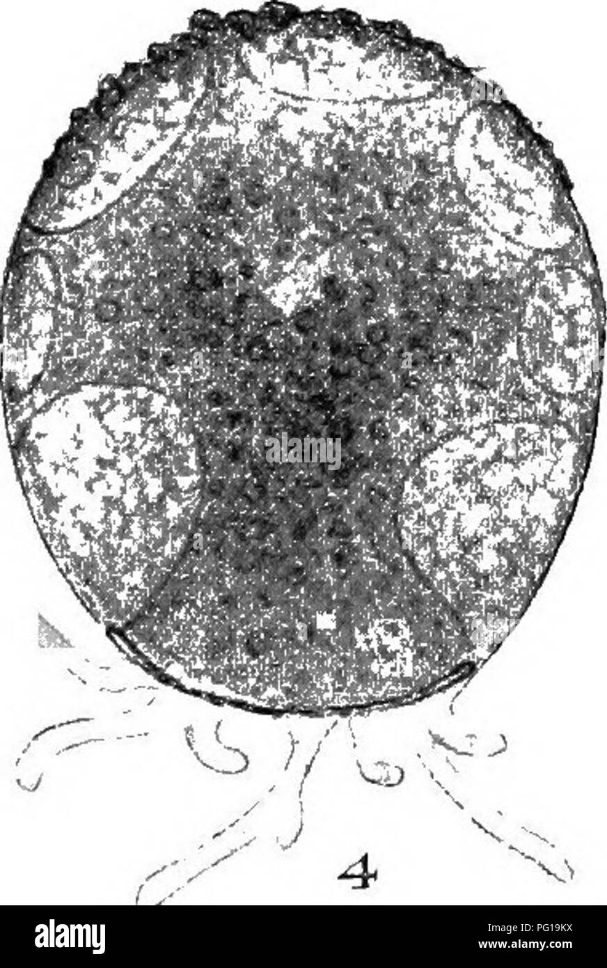 This plate from a study on British freshwater Rhizopoda and Heliozoa ...