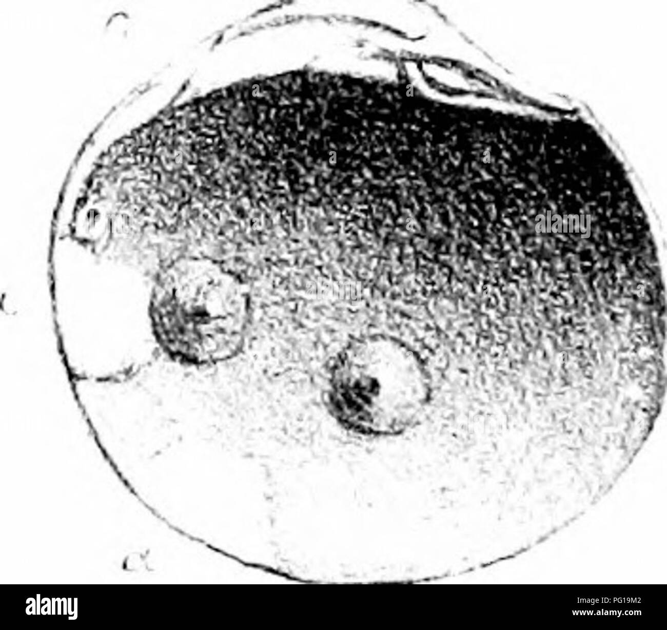 This monograph explores the British sponges, offering detailed ...