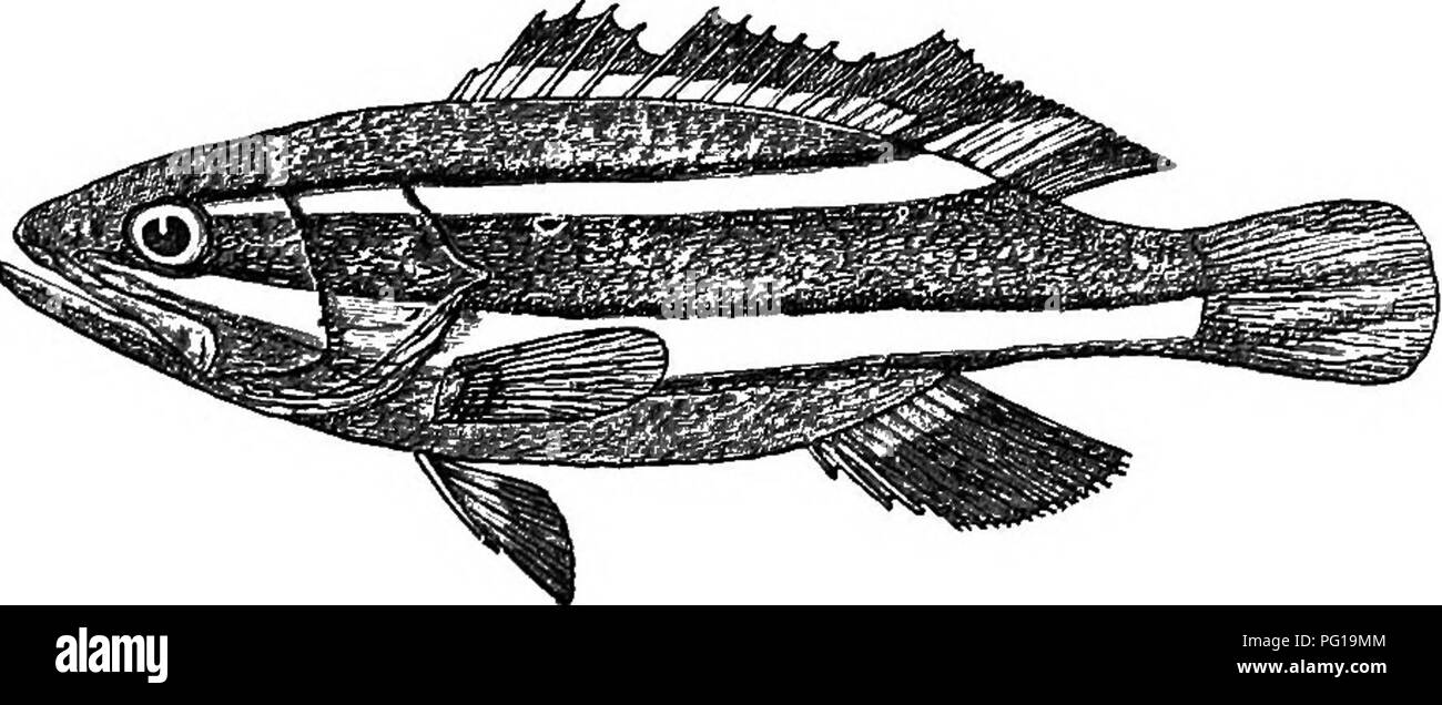 Opercle hi-res stock photography and images - Alamy