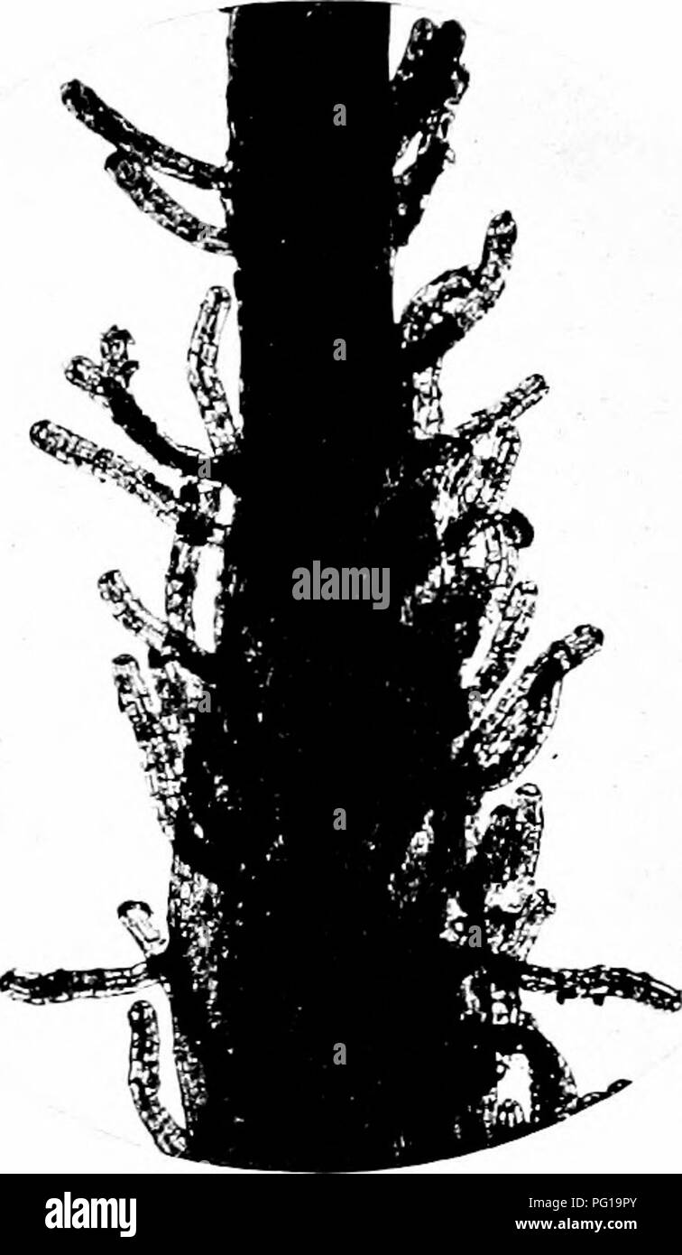 This biochemistry-based study explores issues in taxonomy, heredity ...