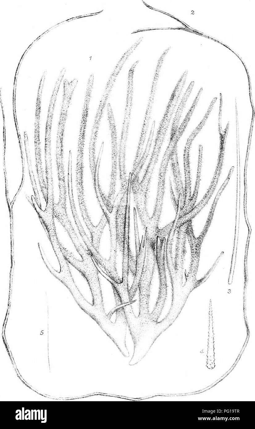 Sponges identification Black and White Stock Photos & Images - Alamy