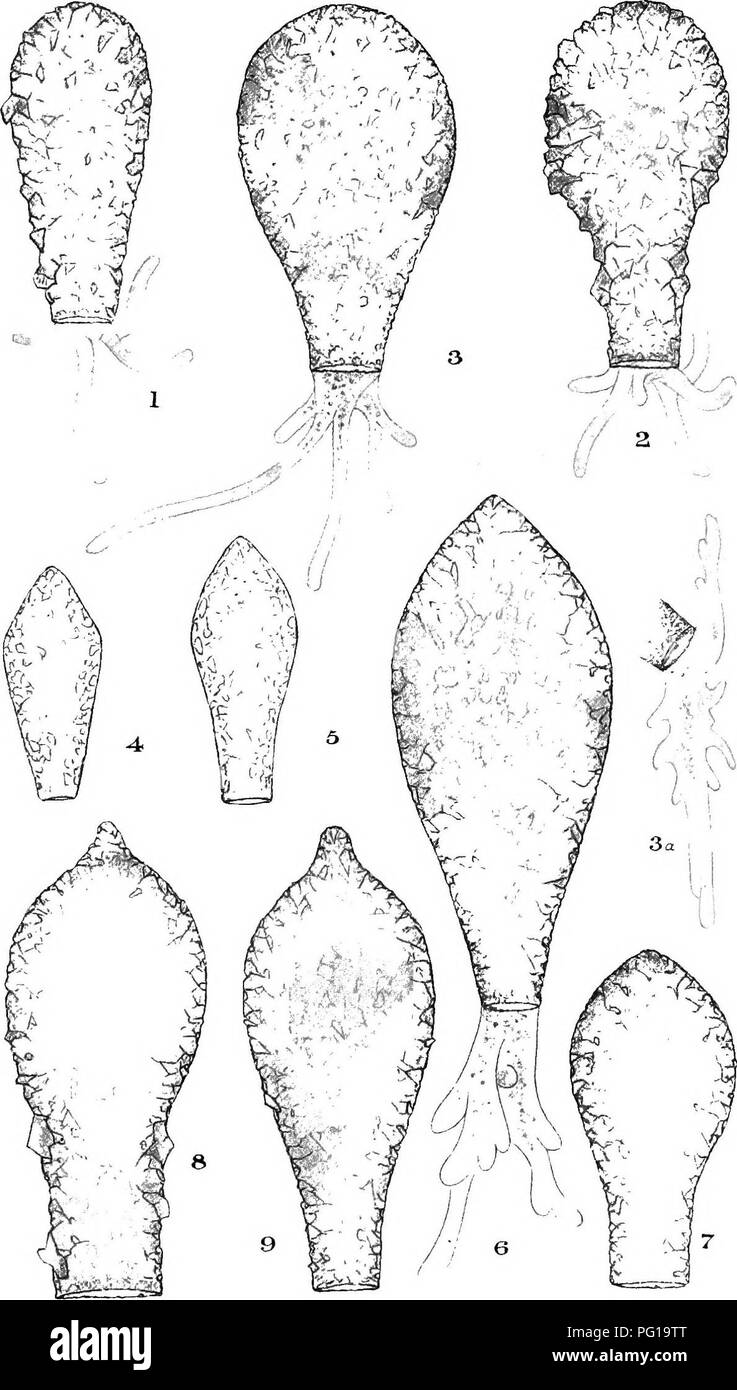 This plate from 'The British Freshwater Rhizopoda and Heliozoa ...