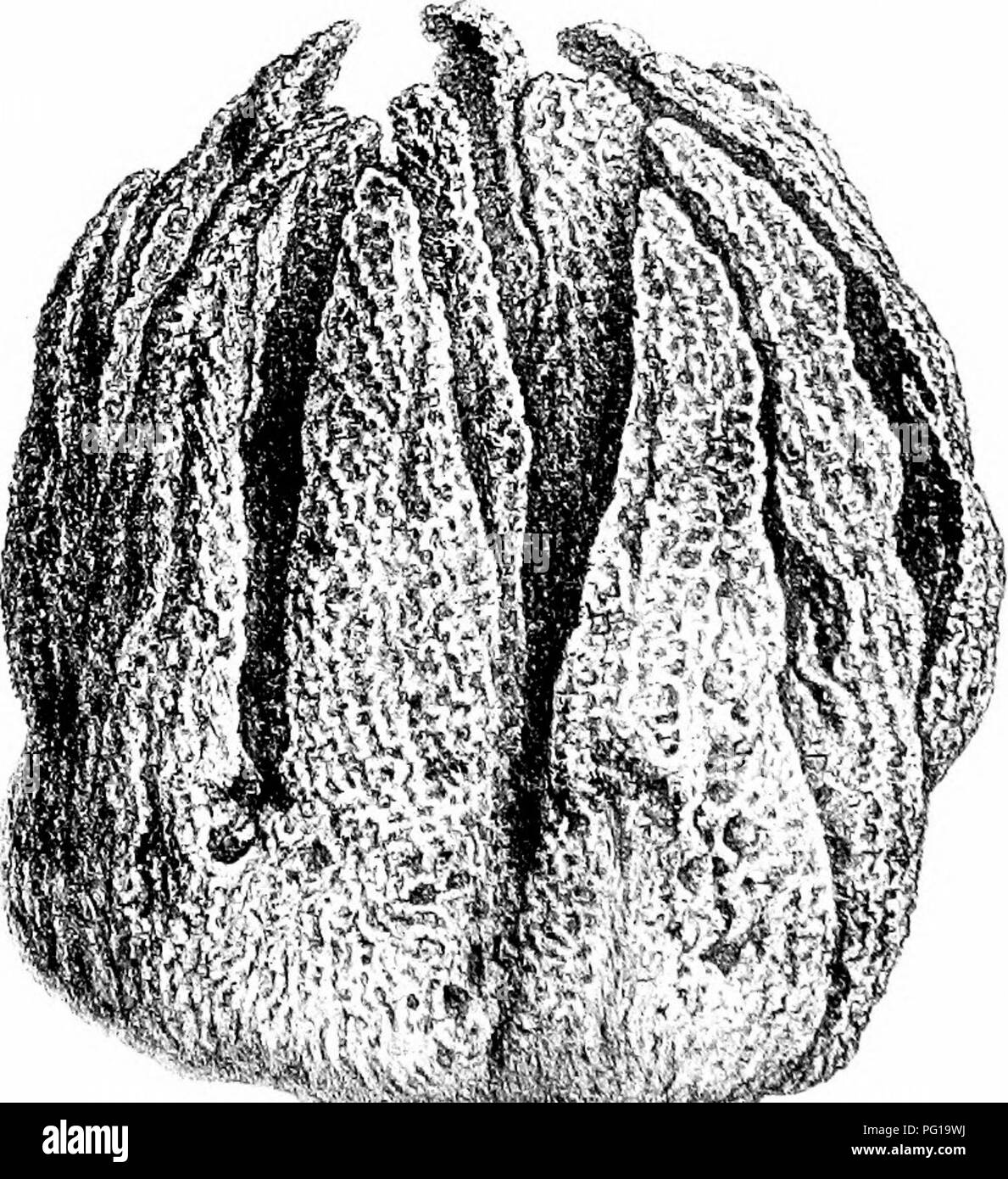 C 1831 Black and White Stock Photos & Images - Alamy