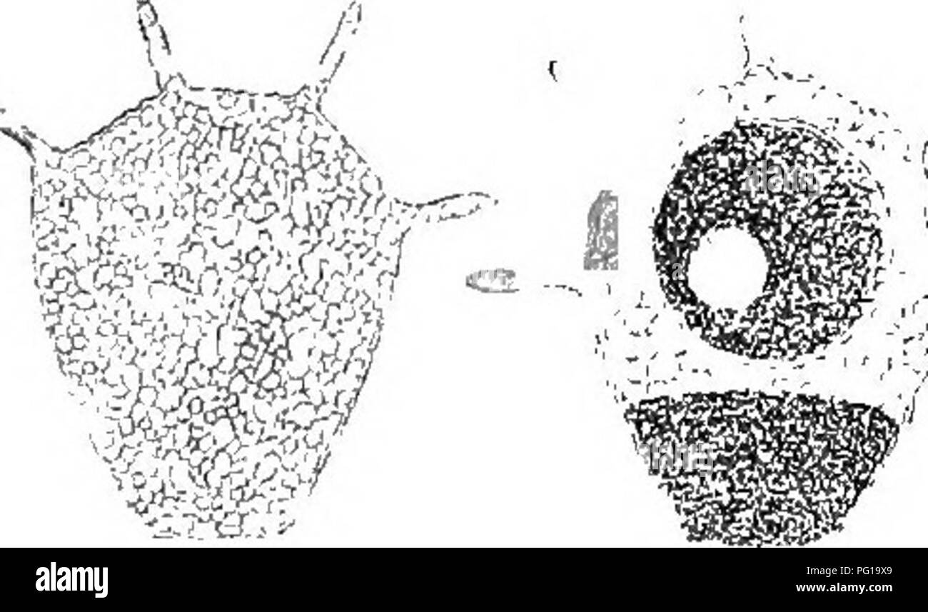 This study details the freshwater species of Rhizopoda and Heliozoa in ...