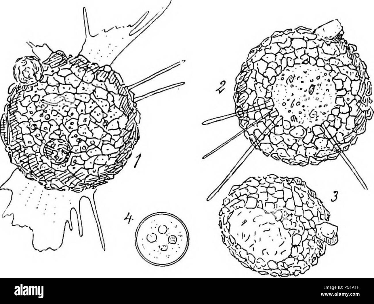 . The British freshwater Rhizopoda and Heliozoa. Rhizopoda; Heliozoa ...