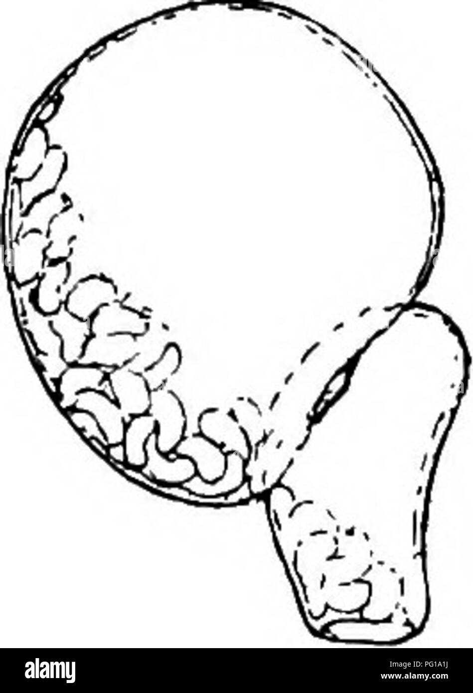 This work covers the classification and characteristics of British ...