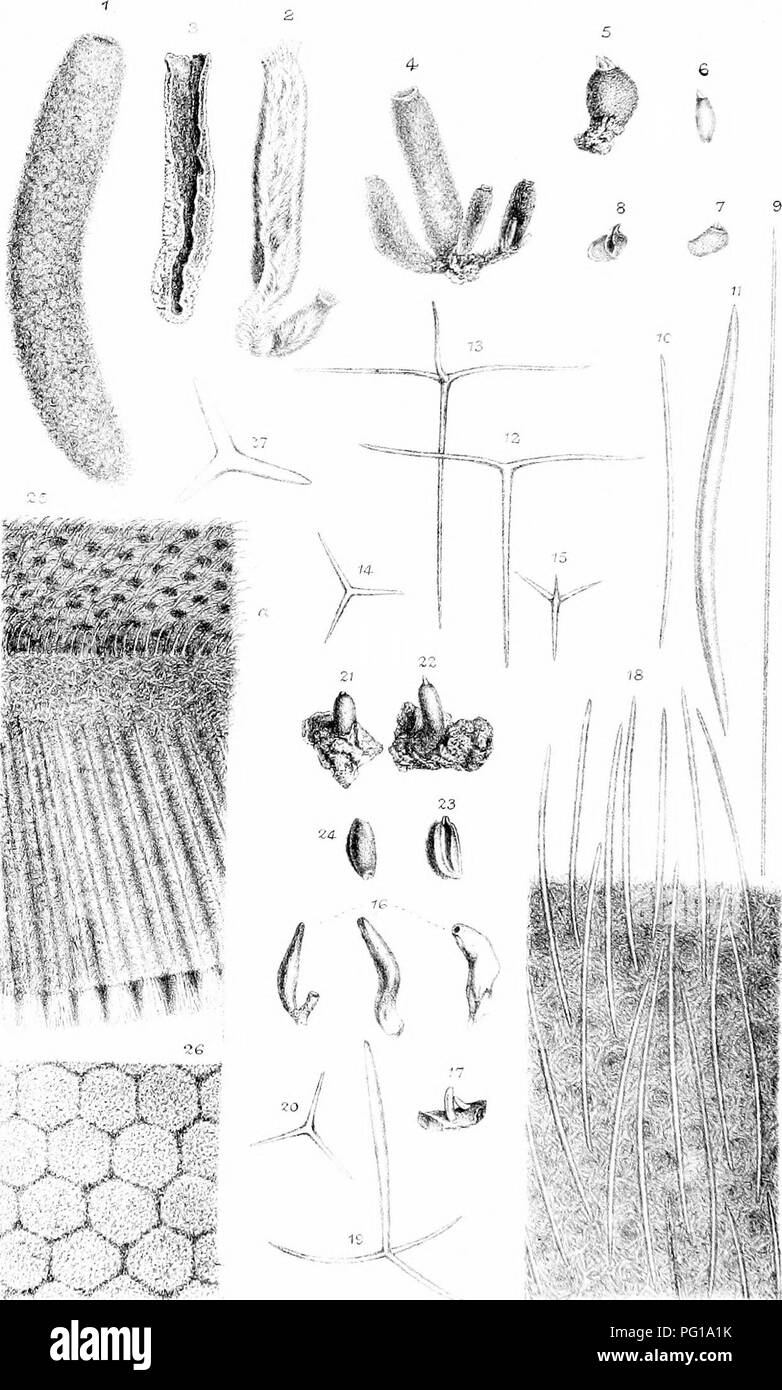 This plate illustrates various species of Grantia sponges, including ...