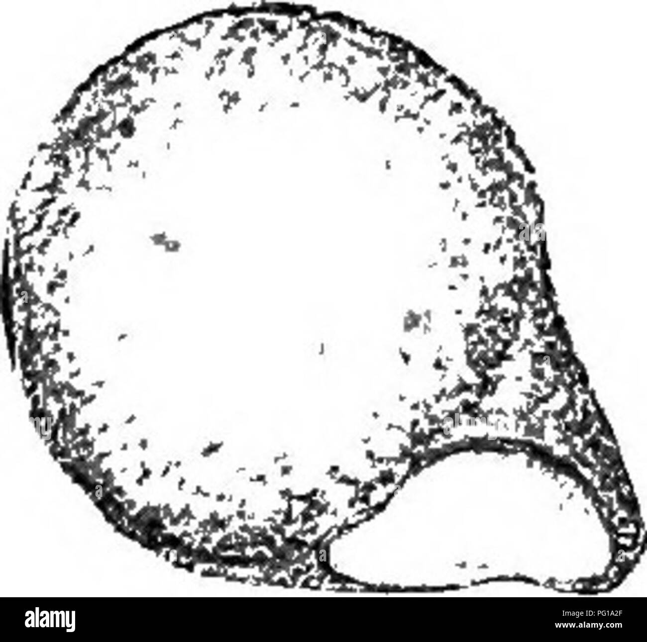 Heliozoa Stock Photos & Heliozoa Stock Images - Alamy