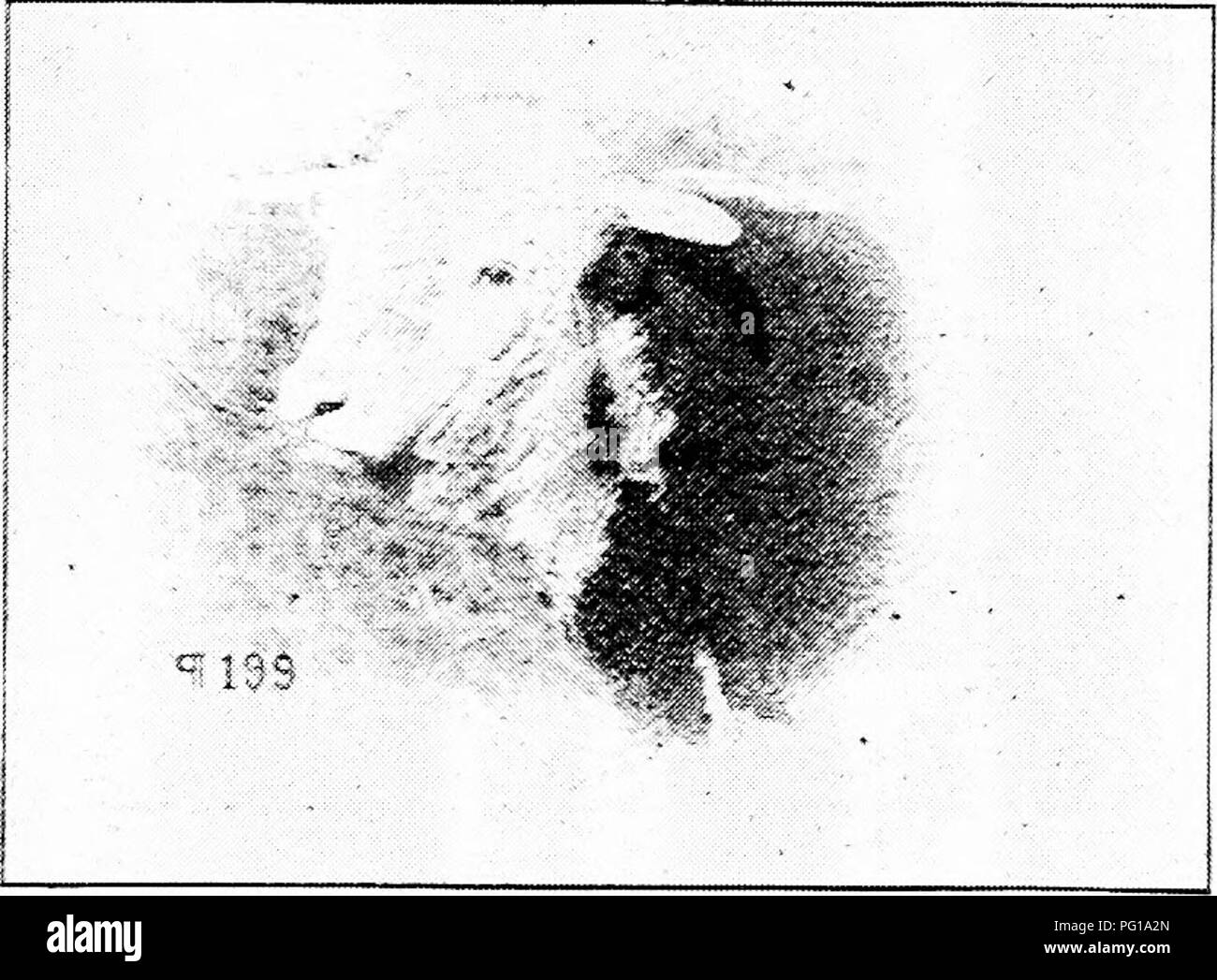 The Hereford breed is one of the oldest and most renowned of improved ...