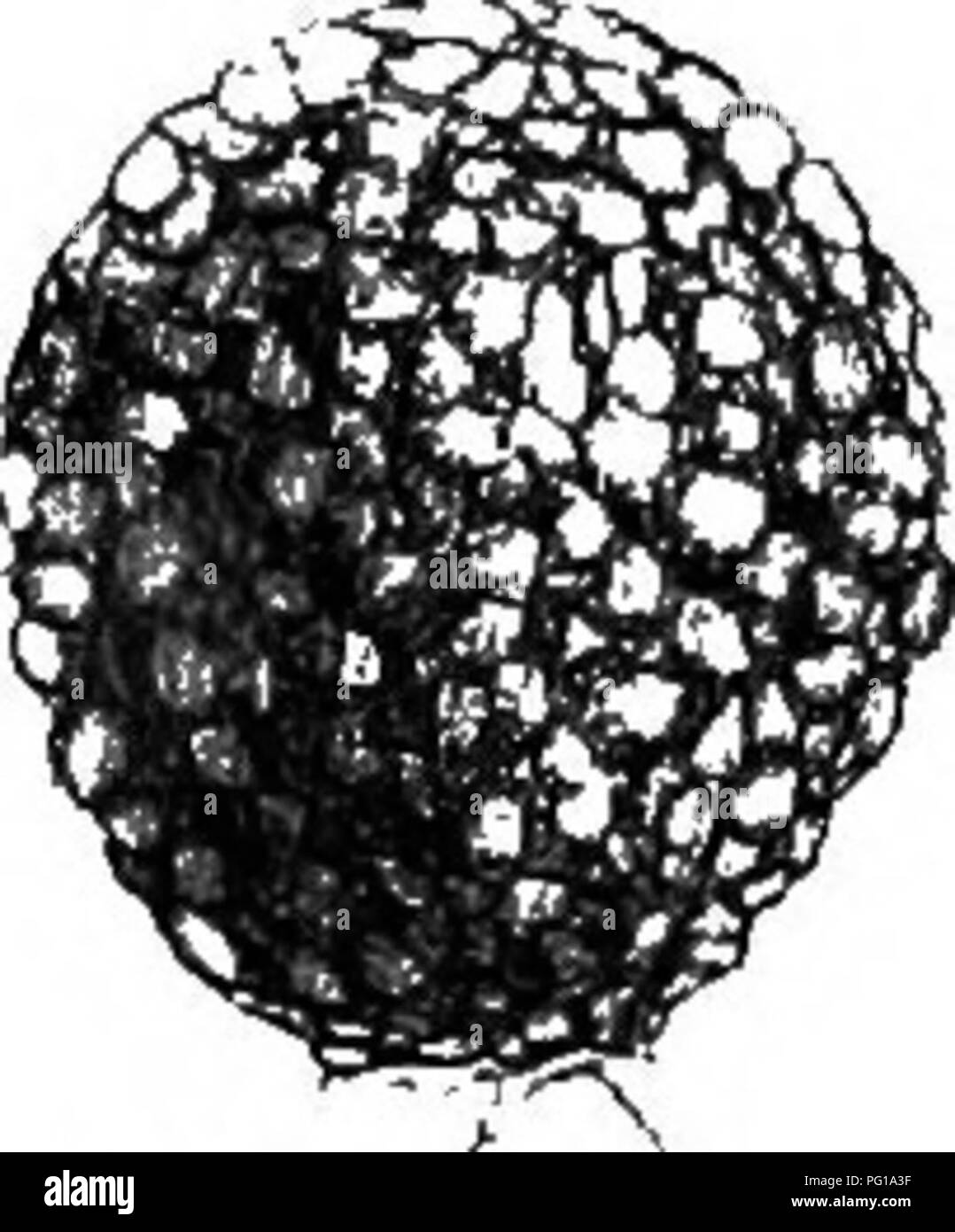 Difflugia High Resolution Stock Photography and Images - Alamy