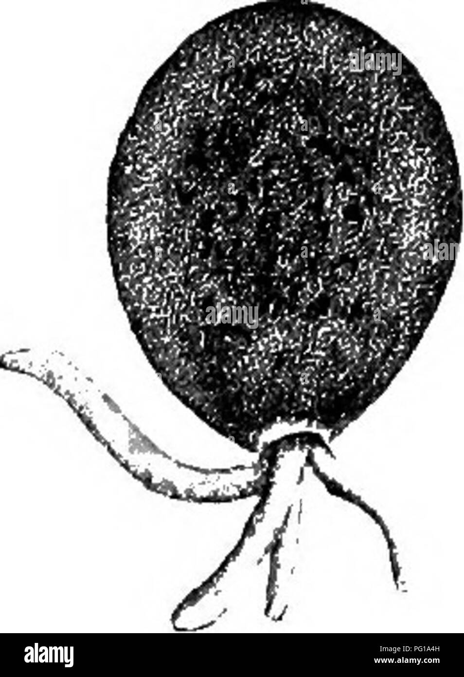 Difflugia hi-res stock photography and images - Alamy