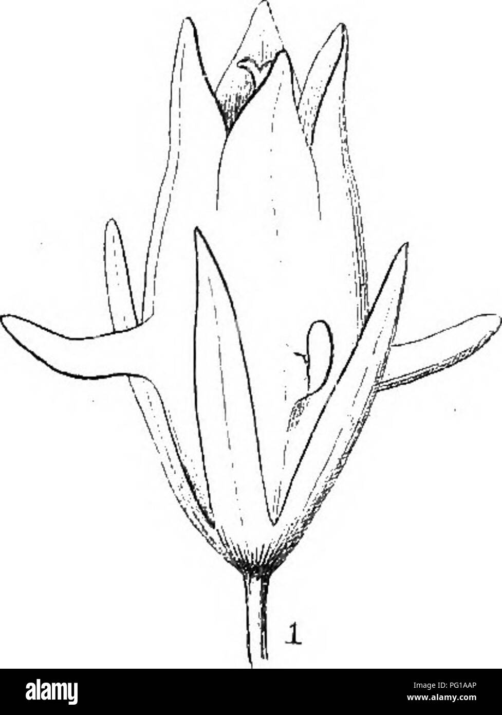 A botanical report from the U.S. geographical surveys west of the 100th ...