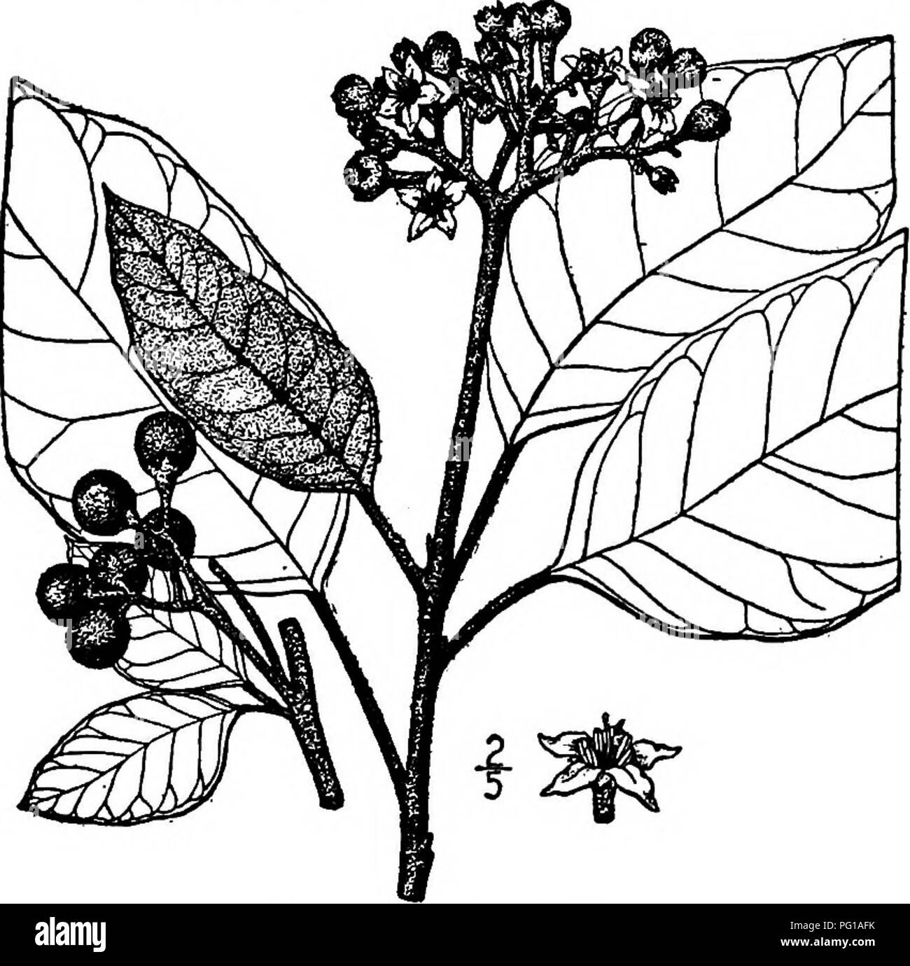 Long tapering leaves Black and White Stock Photos & Images - Alamy