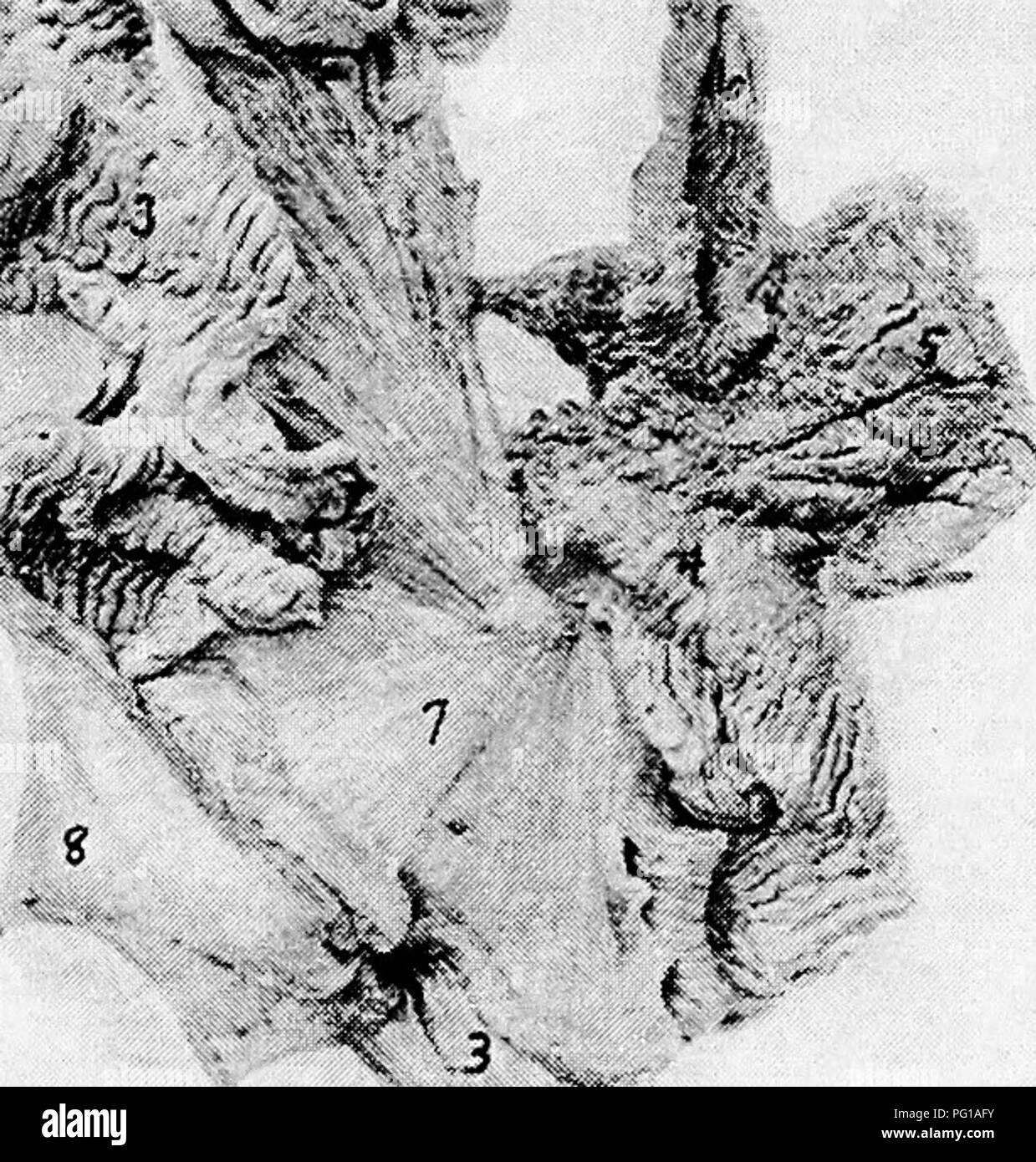 A detailed study of the anatomy of domestic chickens, focusing on the ...