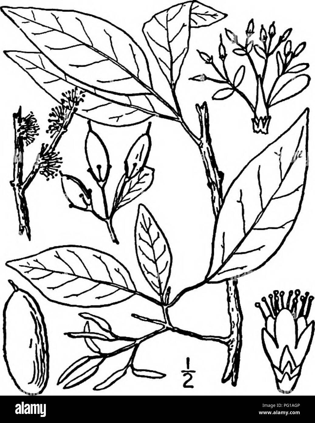 Forestiera acuminata hi-res stock photography and images - Alamy