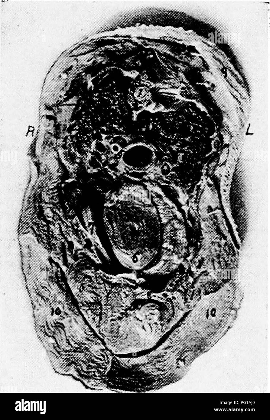 This veterinary reference explores the anatomy of the domestic fowl ...