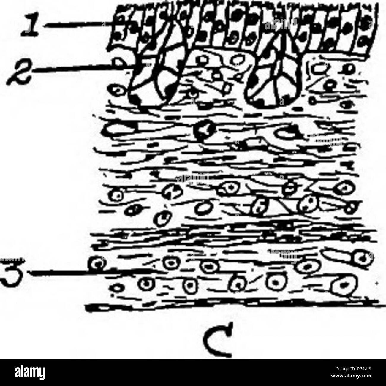 . The anatomy of the domestic fowl . Domestic animals; Veterinary ...