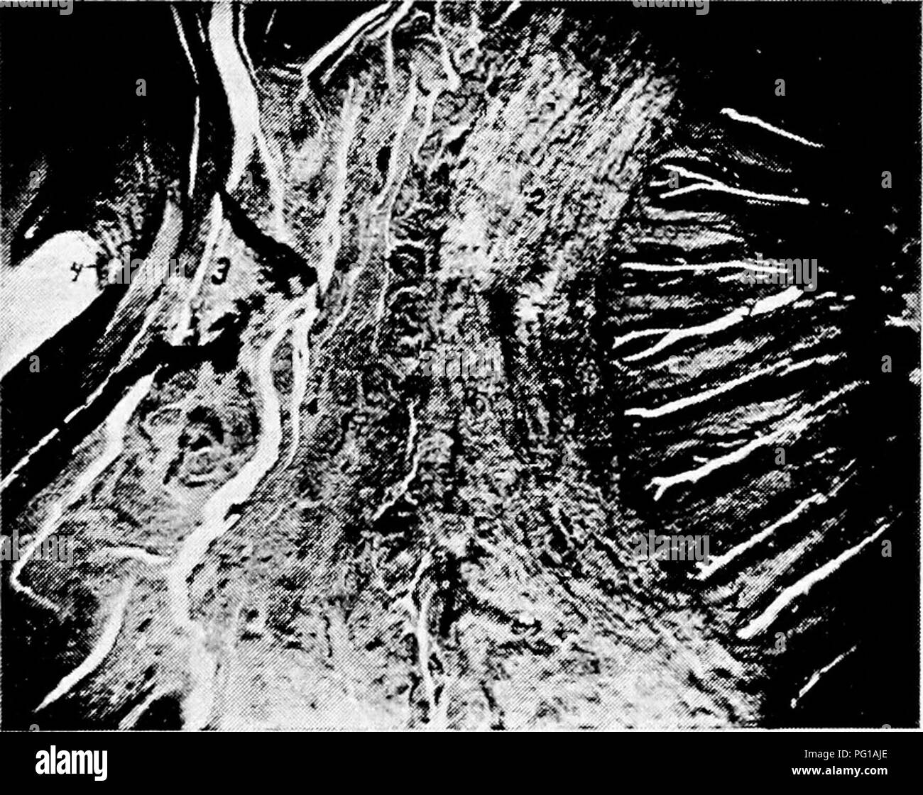 Caeca hi-res stock photography and images - Alamy