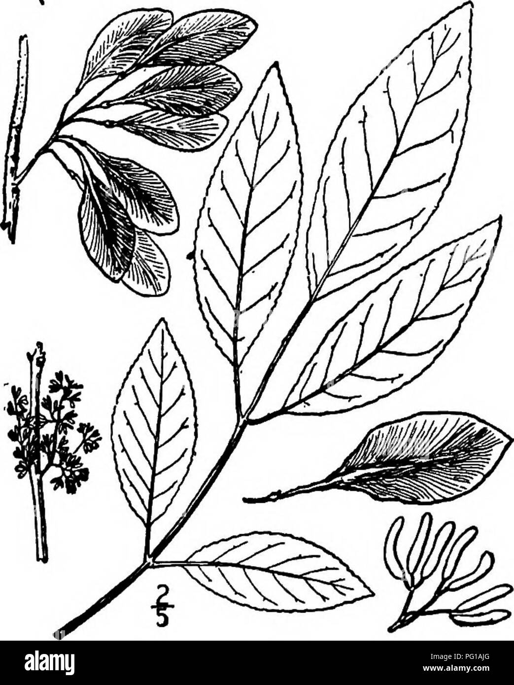 A comprehensive guide to North American trees, detailing the trees that ...