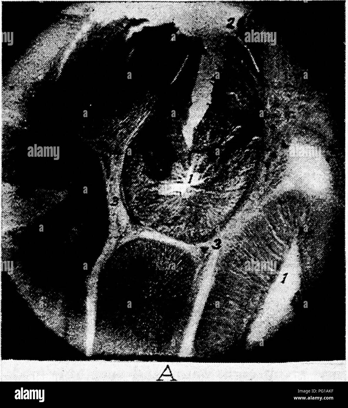 This veterinary work focuses on the anatomy of domestic fowl, providing ...