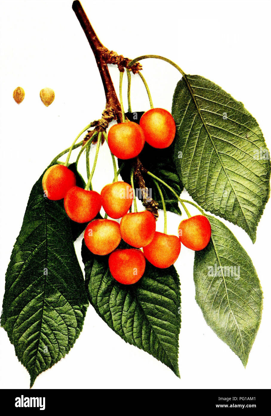 This work provides an in-depth look at cherry cultivation in New York ...
