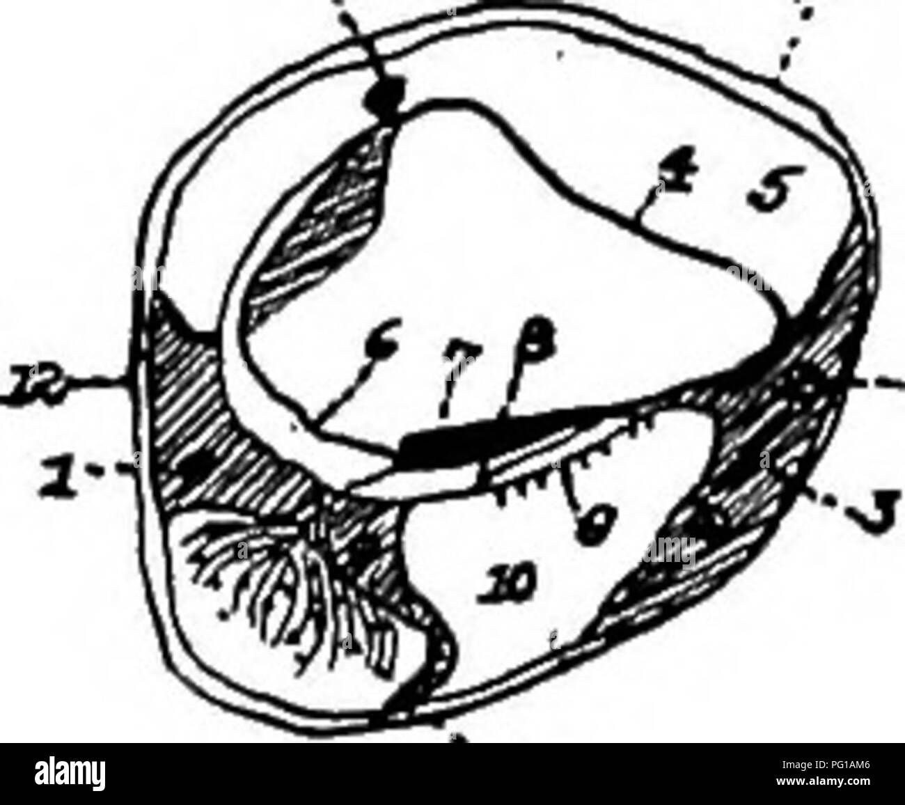 An anatomical study of the domestic fowl, including detailed depictions ...