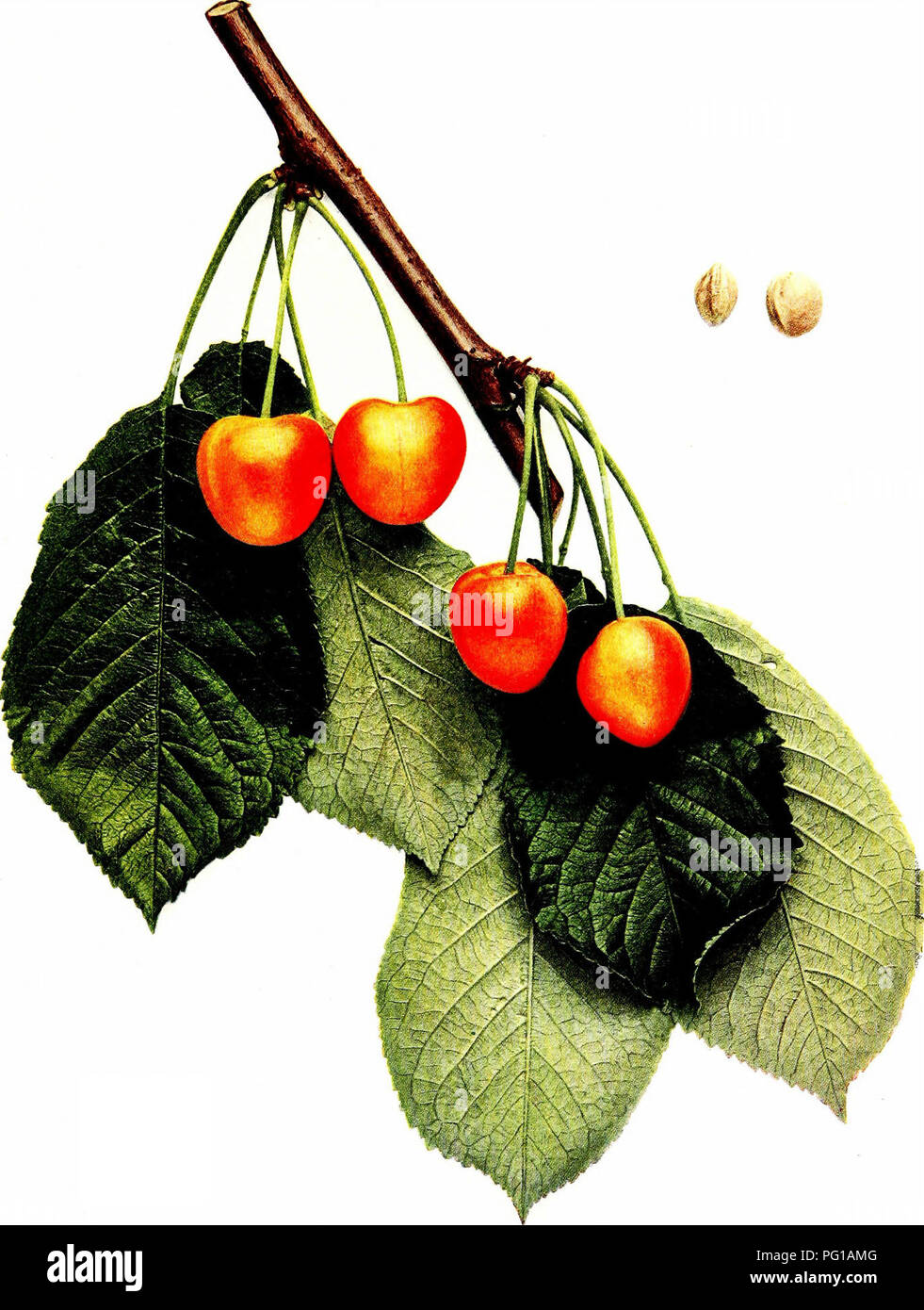 This work by U.P. Hedrick and G.H. Howe offers an in-depth look at ...