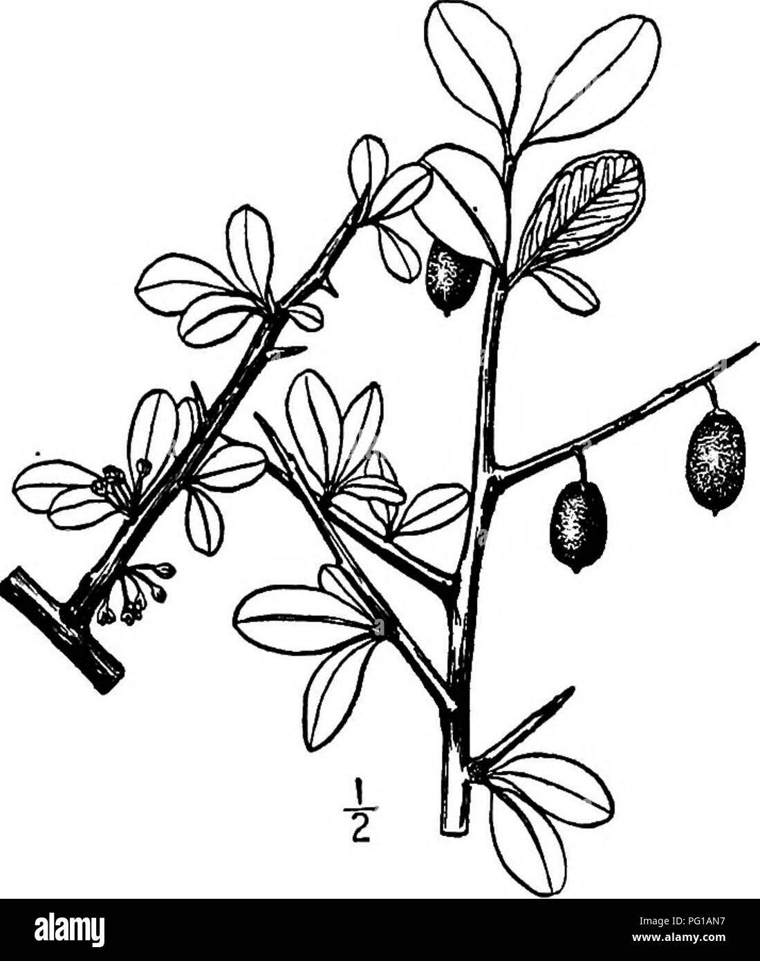 Bumelia hi-res stock photography and images - Alamy