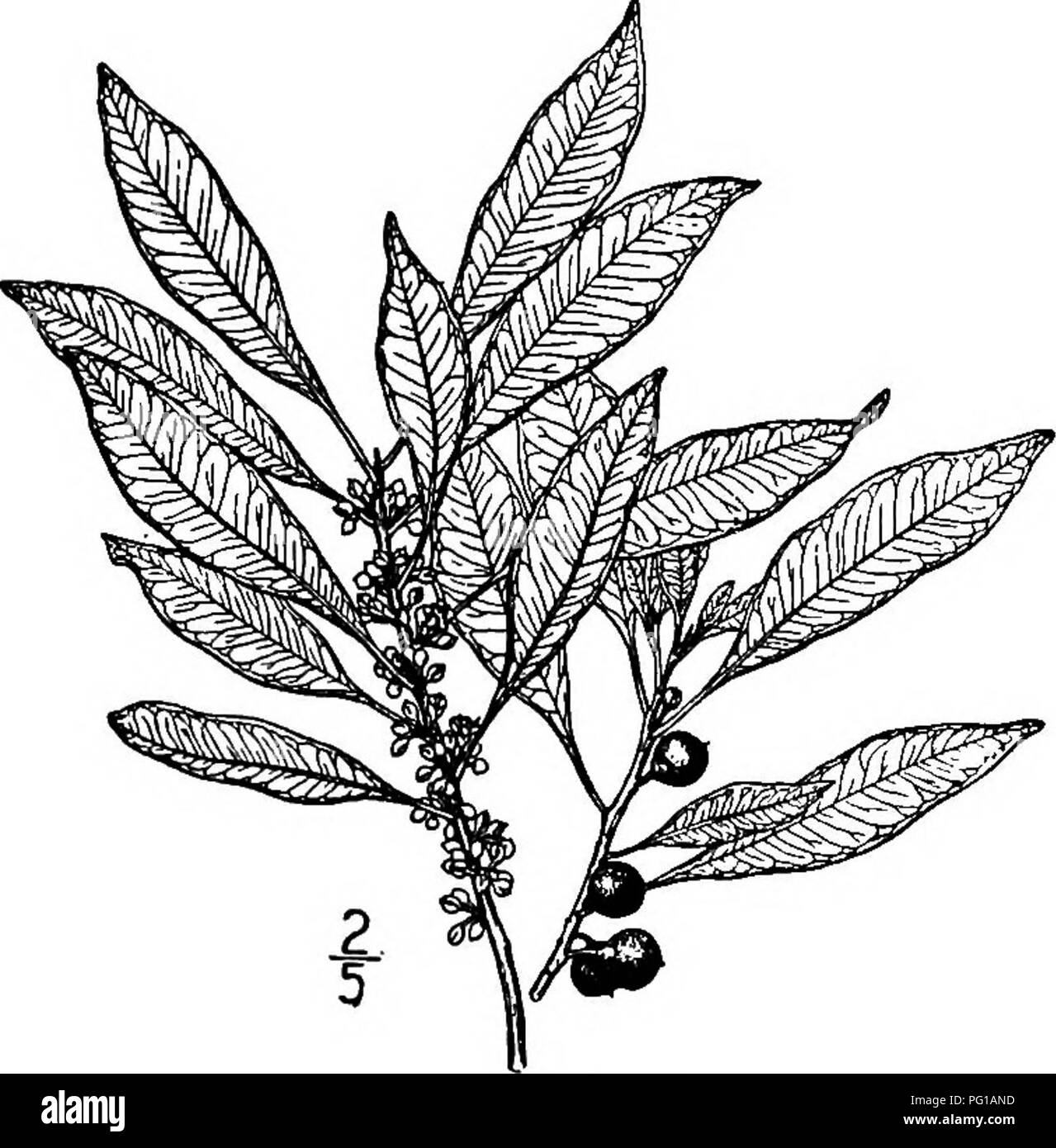 Gutta percha Black and White Stock Photos & Images - Alamy