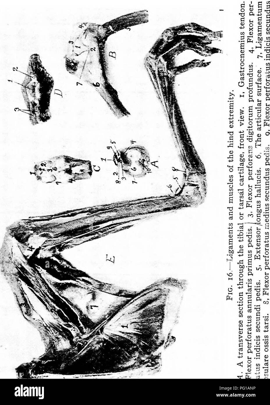 This detailed study of the domestic fowl’s anatomy focuses on the ...