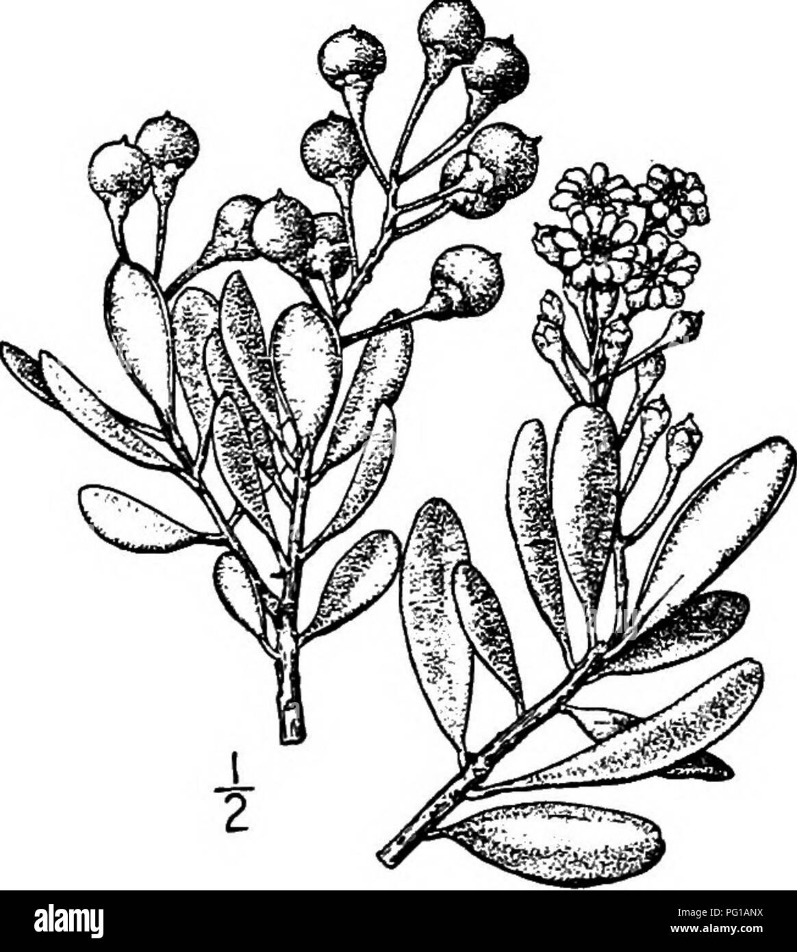 Wheel shaped flowers hi-res stock photography and images - Alamy