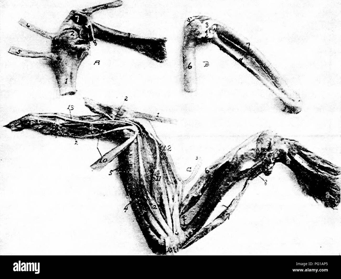 . The anatomy of the domestic fowl . Domestic animals; Veterinary ...