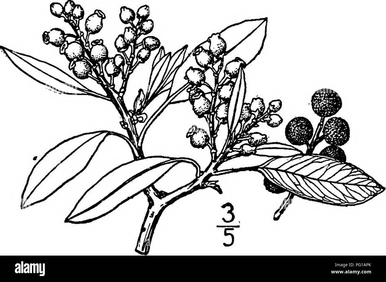 A comprehensive guide detailing North American trees, focusing on ...