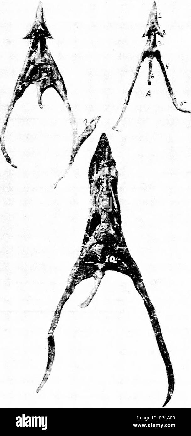 This illustration displays the anatomical structure of the domestic ...