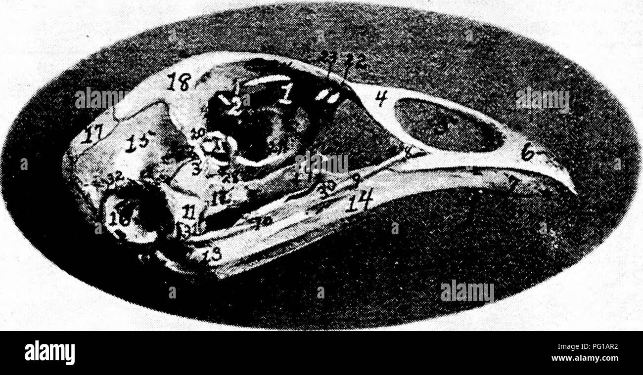 This text provides a detailed examination of the anatomy of the ...