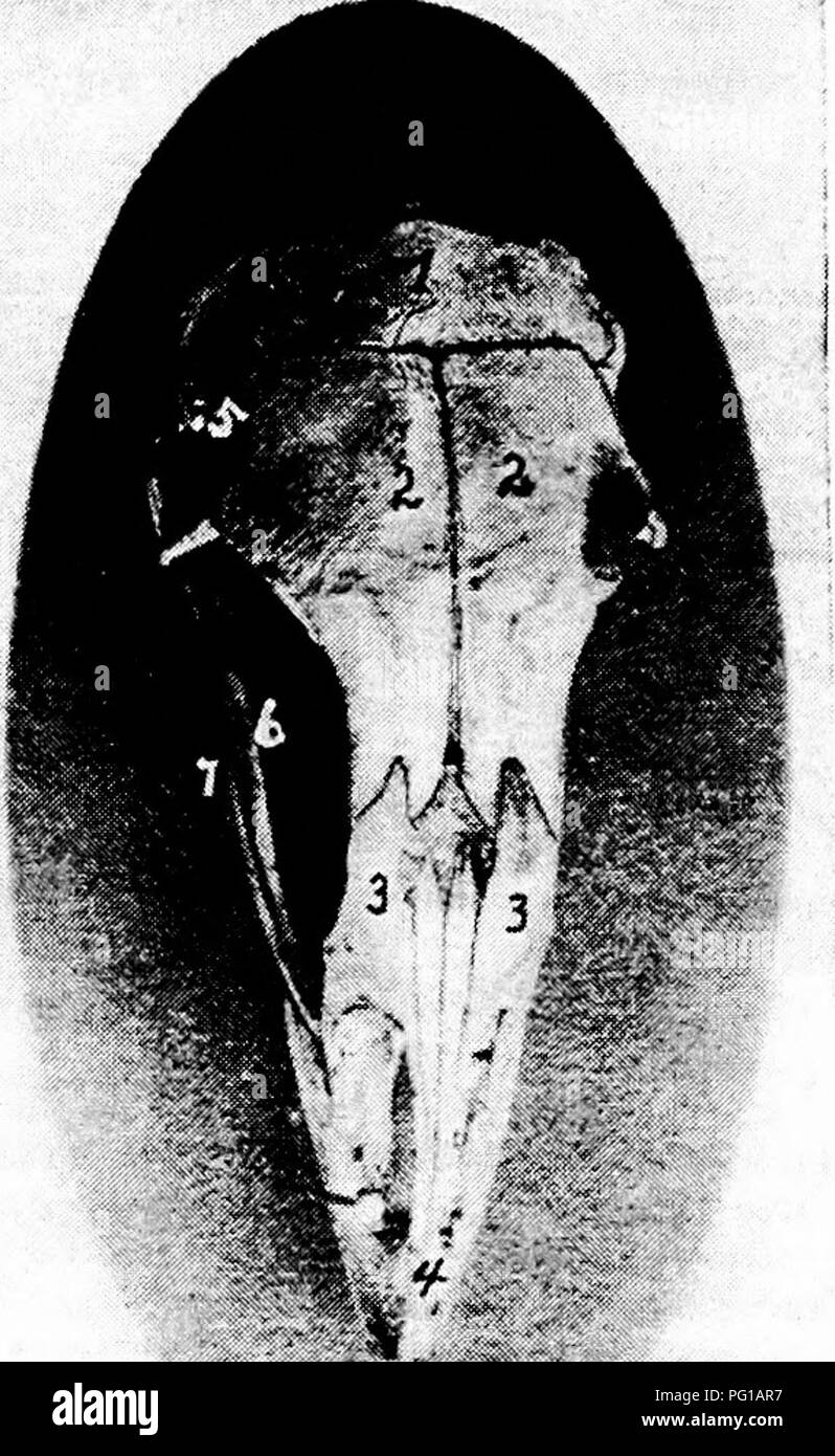 This anatomical illustration details the structure of the domestic fowl ...