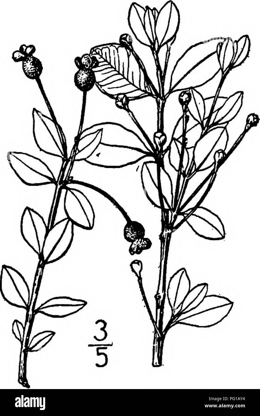 Native american shrub Black and White Stock Photos & Images - Alamy