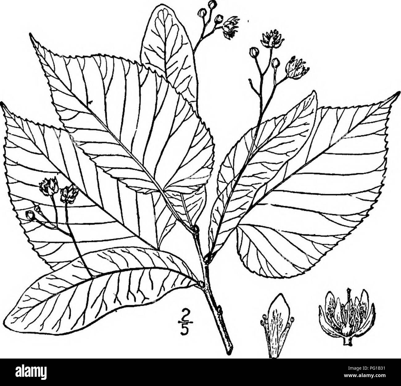 This illustration from the 'North American Trees' collection showcases ...