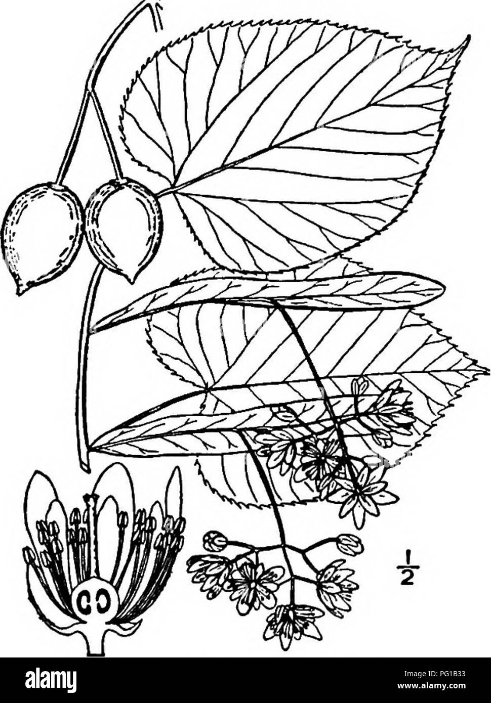 Tree species information Cut Out Stock Images & Pictures - Alamy