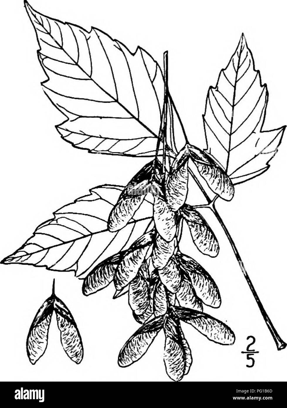 Ash samaras hi-res stock photography and images - Alamy