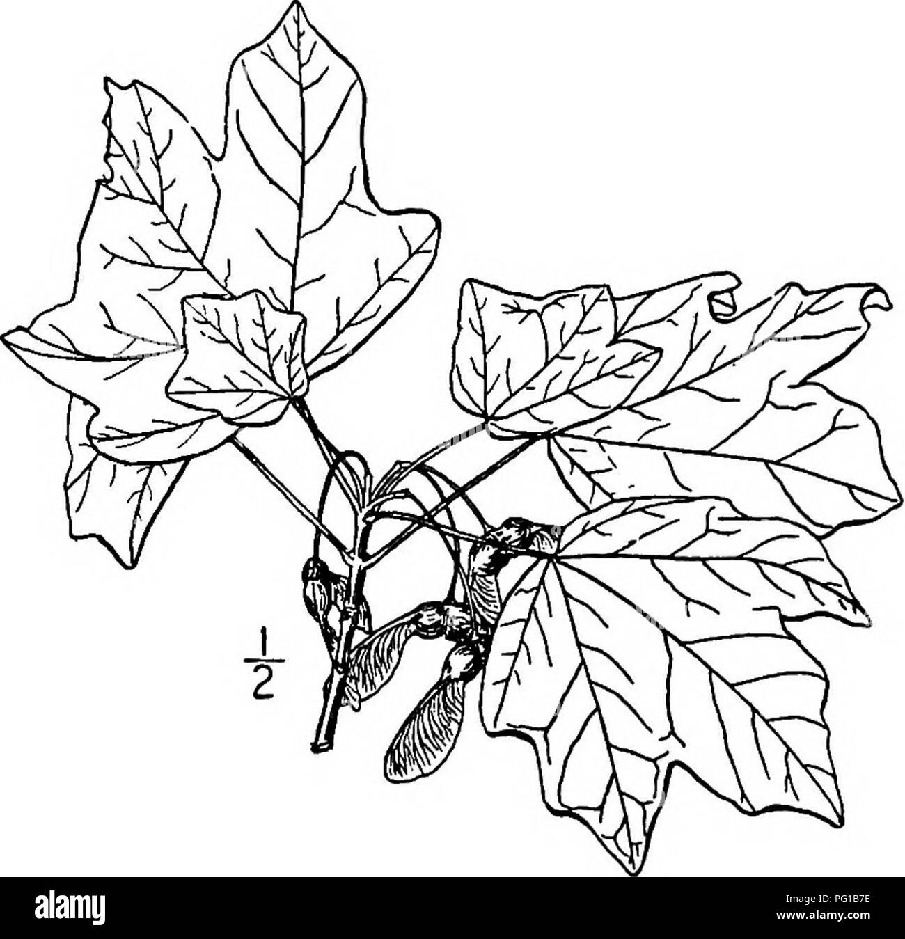 This reference work provides detailed descriptions and illustrations of ...