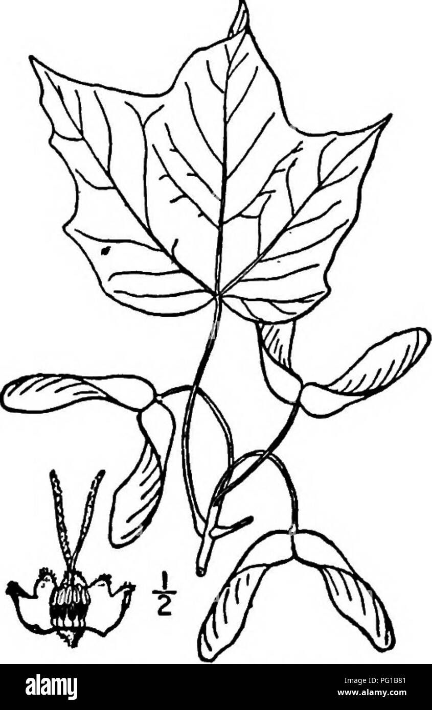 This image from 'North American Trees' illustrates a variety of native ...