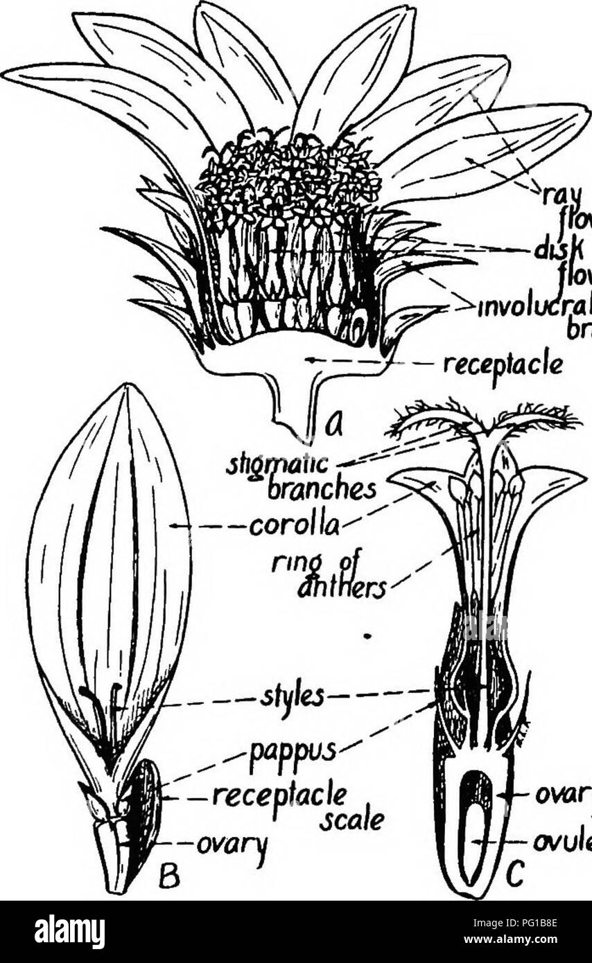 The book discusses the inflorescence of plants, specifically the ...